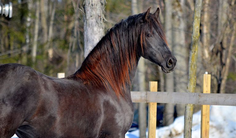Les Frisons de la Chevalerie – Éleveur de frison pur sang