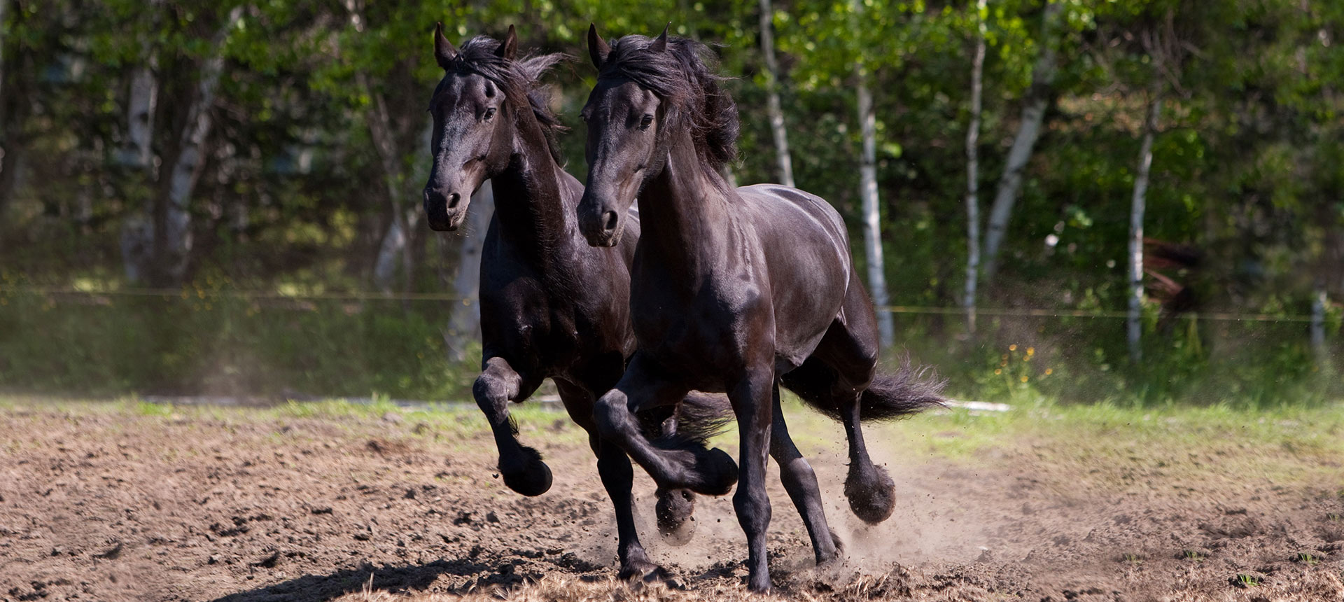 Les Frisons de la Chevalerie – Éleveur de frison pur sang