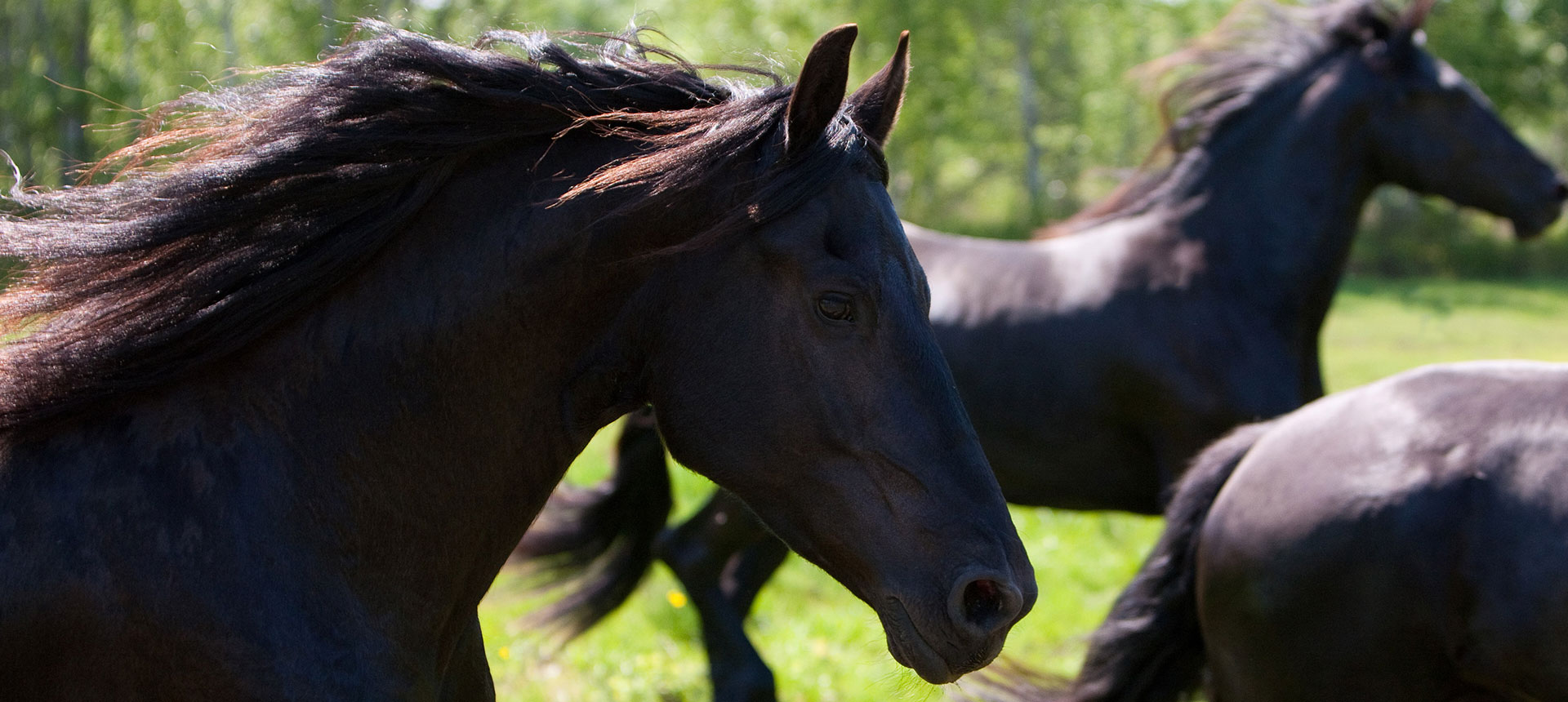 Les Frisons de la Chevalerie – Éleveur de frison pur sang